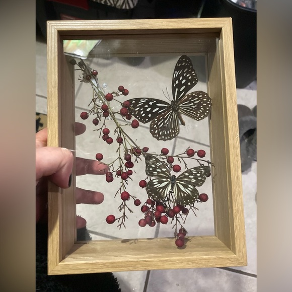 Art | Butterfly Taxidermy Shadow Box Frame Art | Poshmark